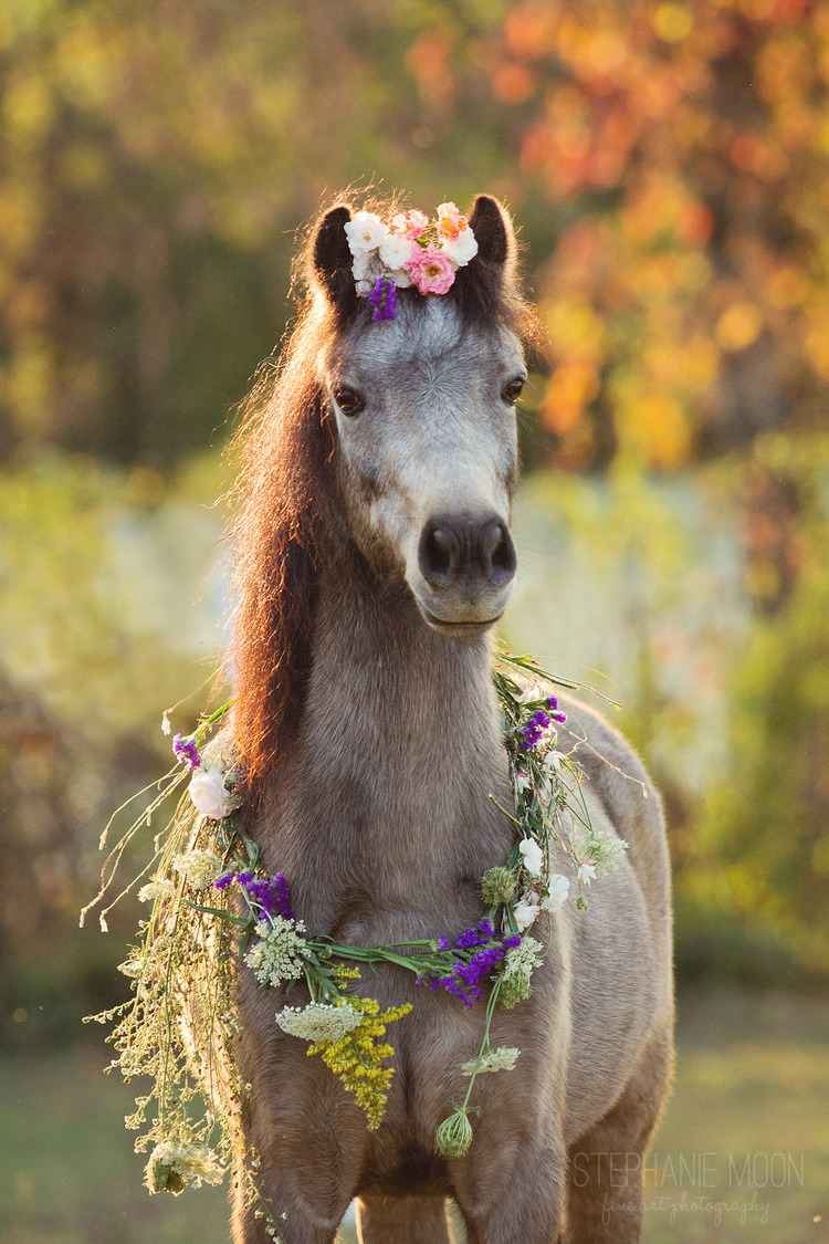 Summer Solstice - Animal Paradise Communication & Healing