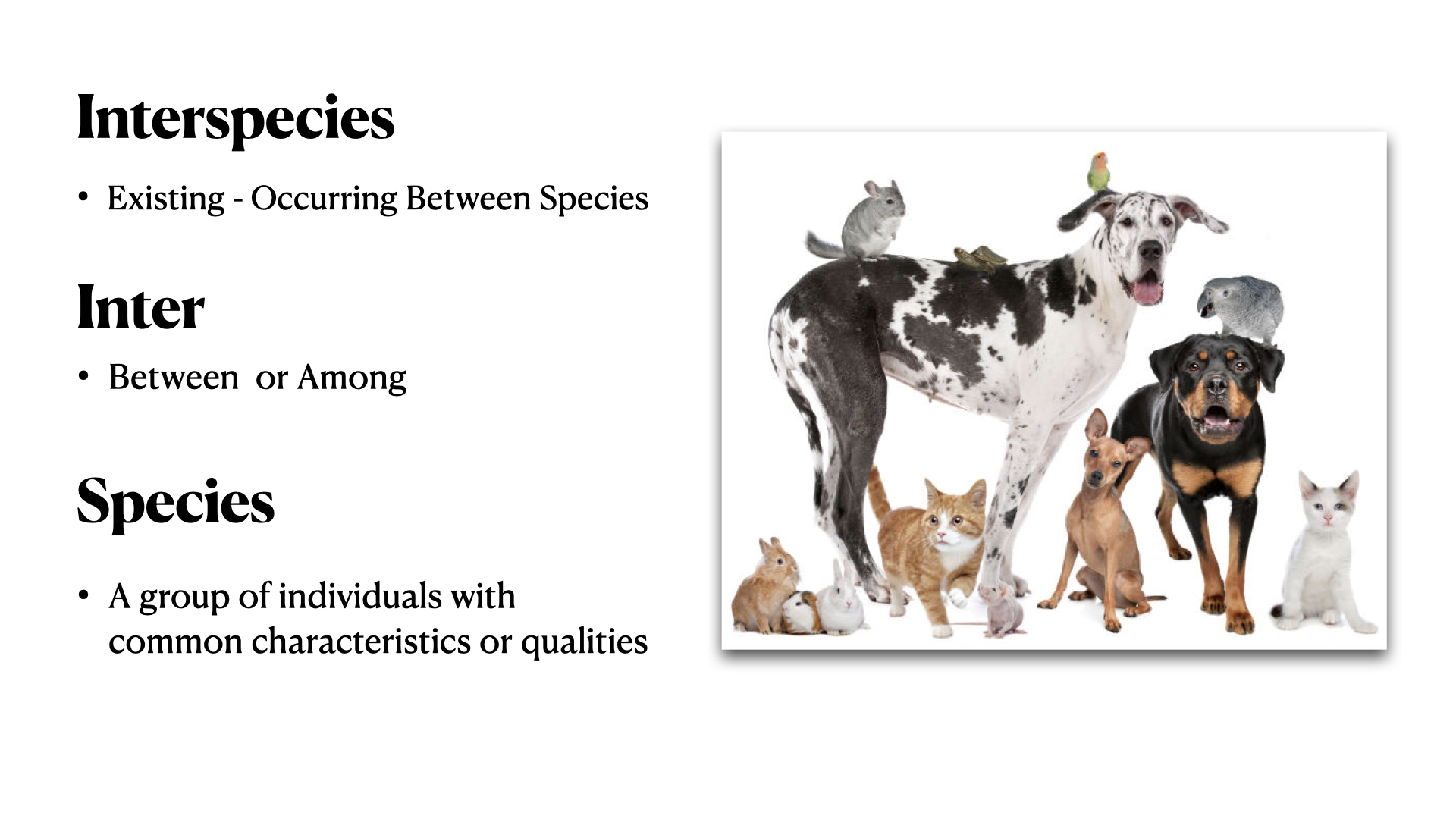 What the Heck is Animal Communication? - Animal Paradise Communication ...